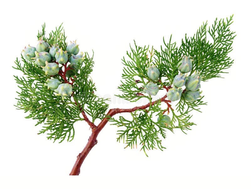 Thuya Twig Bearing Fruits on a White Background Stock Image - Image of ...