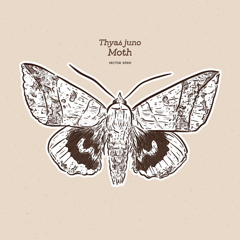 Thyas Juno is a Species of Moth of the Family Noctuidae. Hand Draw ...