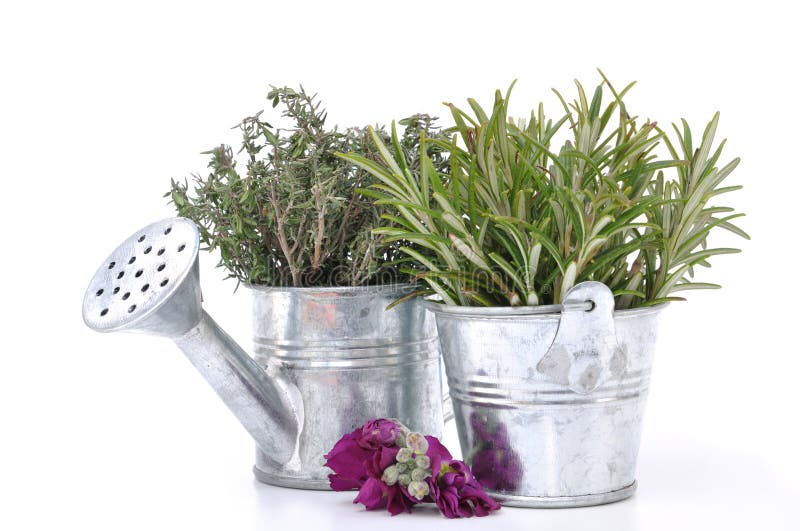 Thym et romarin photo stock. Image du herbe, décoration - 30516252