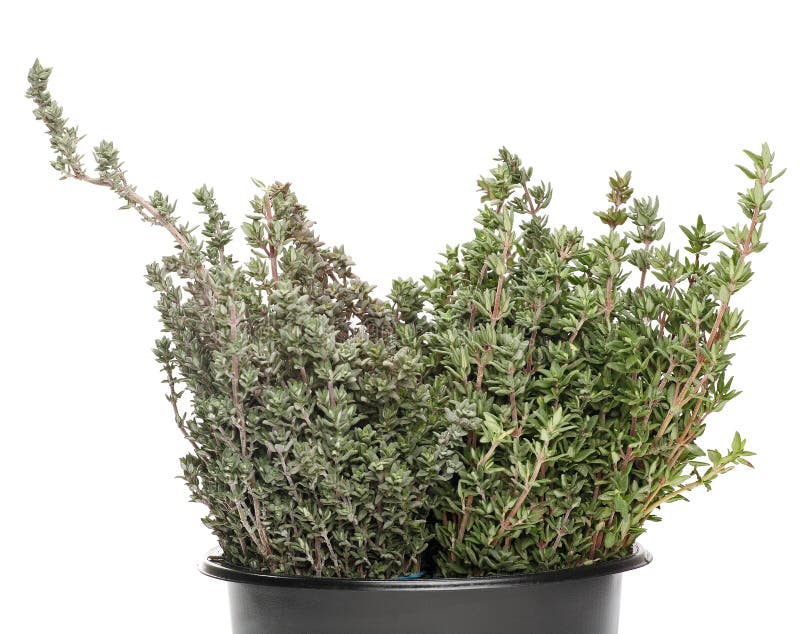 Thym frais photo stock. Image du santé, jardin, garnissez - 4211596