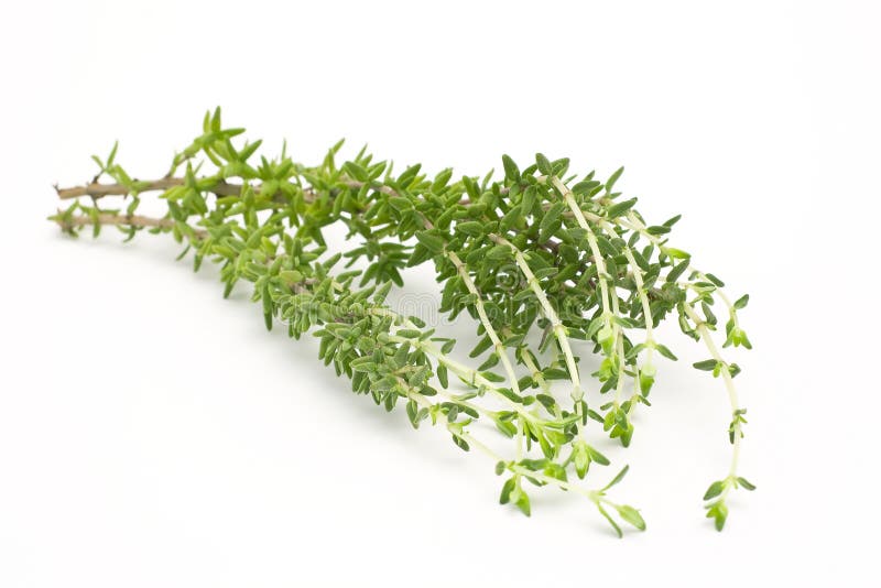 Or Frais D'espace Libre De Thym Image stock - Image du saveur ...