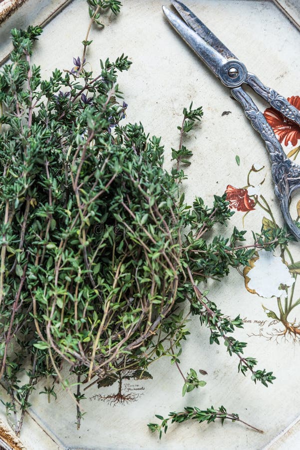 Thym Frais De Jardin Sur Le Conseil Rustique Photo stock - Image du ...