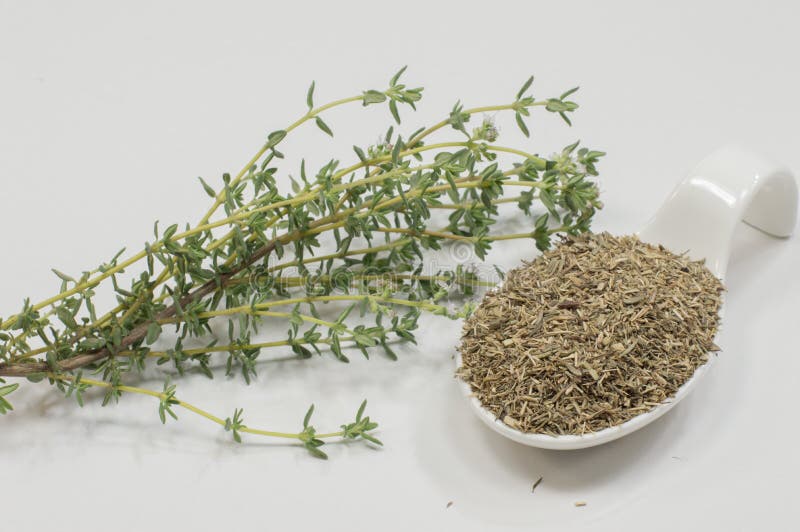 Une branche de thym frais image stock. Image du herbe - 104934755