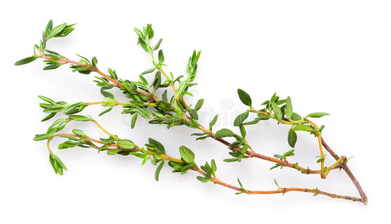 Thym Frais Sur Le Fond Blanc Image stock - Image du nature, studio ...