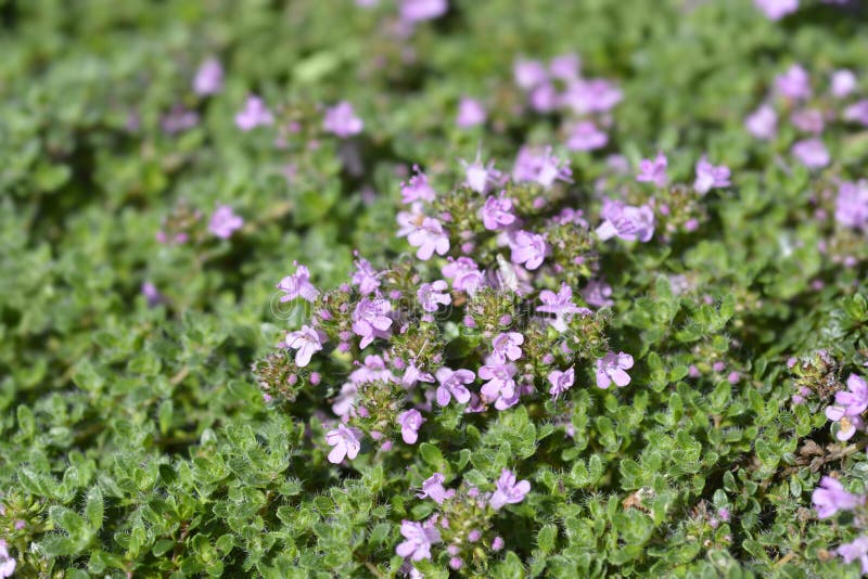 Thym sauvage photo stock. Image du vert, centrale, fleur - 209413950