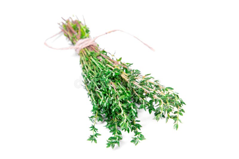 Thym Frais D'isolement Sur Le Fond Blanc Image stock - Image du flore ...