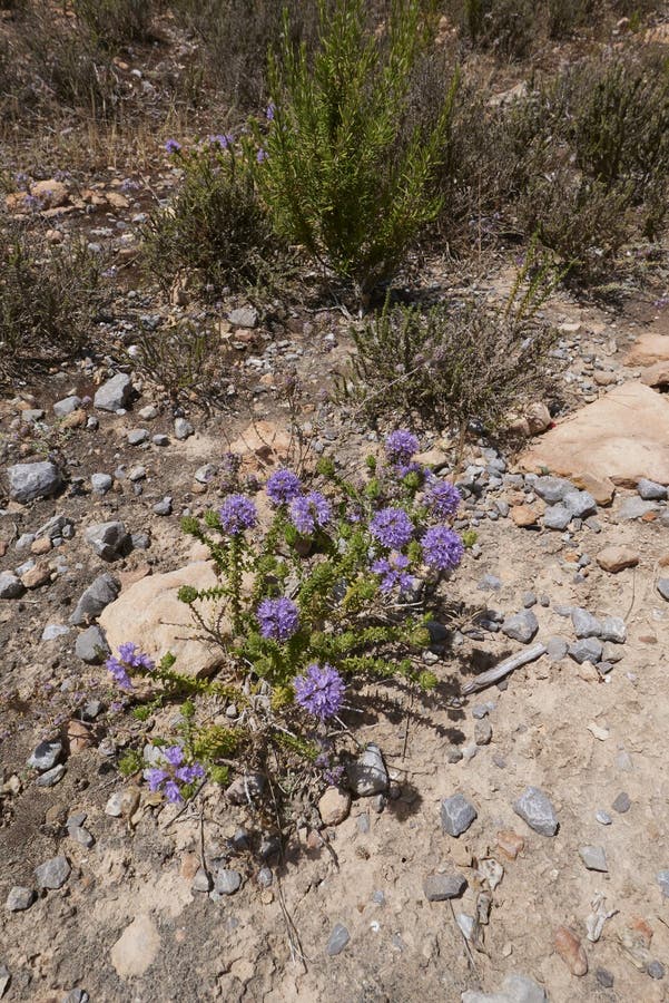 Thymbra capitata in bloom stock photo. Image of flower - 254100992