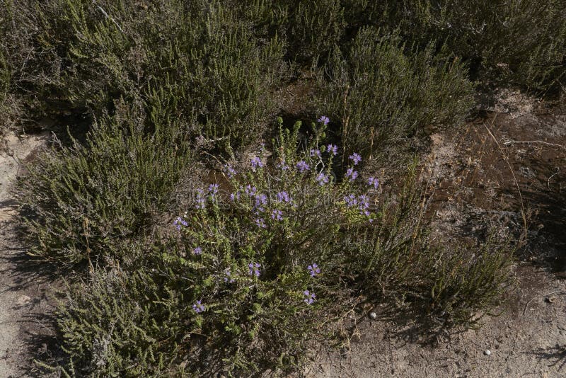 Thymbra capitata en flor imagen de archivo. Imagen de fresco - 254100969
