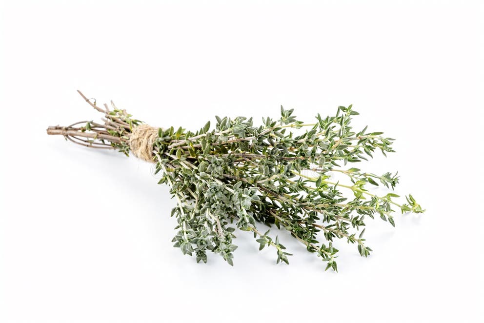 Thyme stock photo. Image of condiment, herb, thyme, spice - 29167554