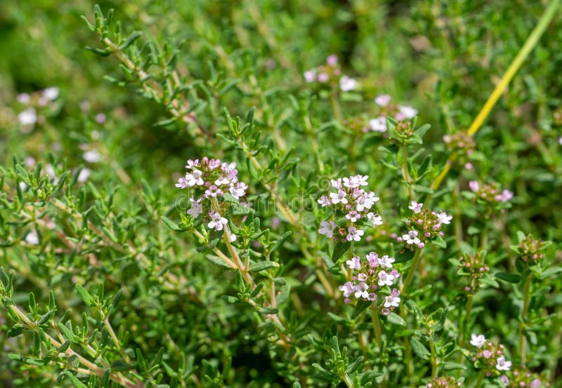Thyme in Bloom in the Garden in the Spring Stock Image - Image of pink ...