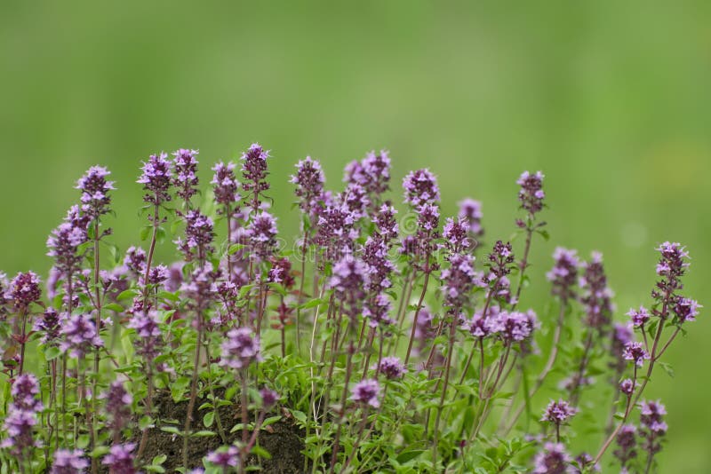 Thyme Blooms in the Spring Meadow Stock Photo - Image of reserve ...