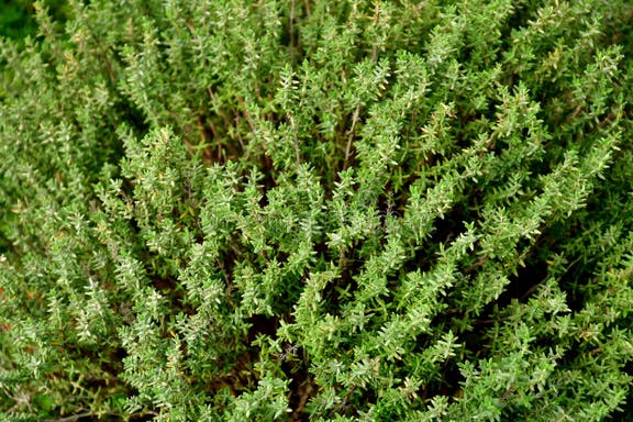 Thyme in a Closeup in Early Spring Stock Photo - Image of flora ...