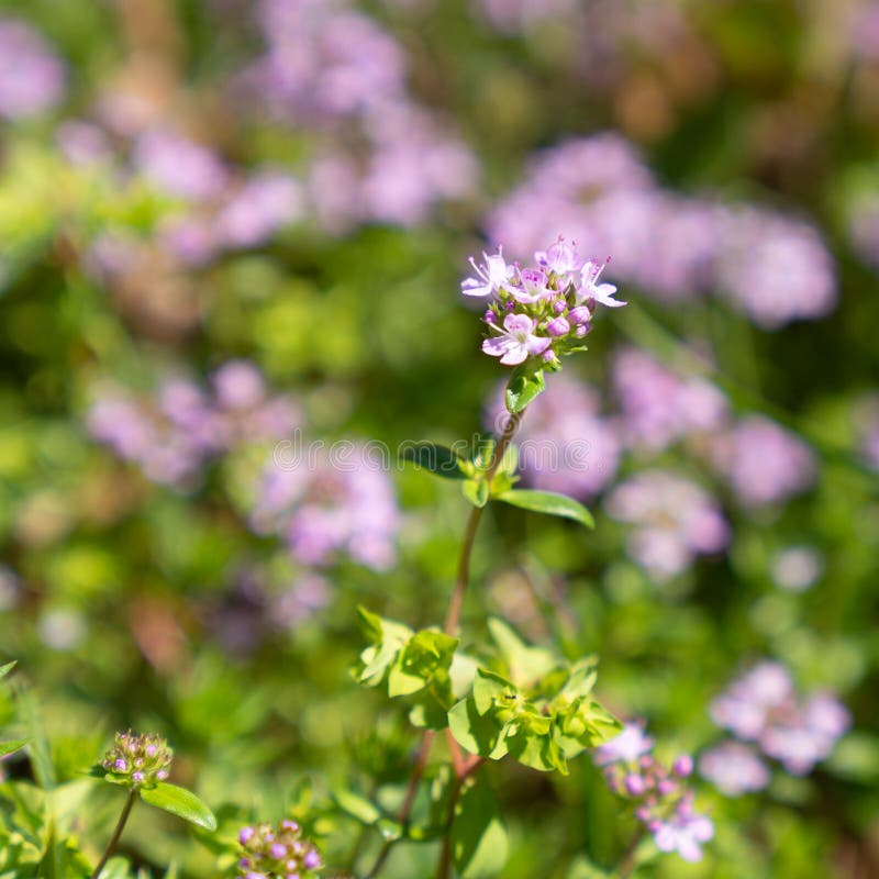 Thyme Flowers and Leaves Close-up in a Forest Stock Photo - Image of fresh, herbal: 264791972