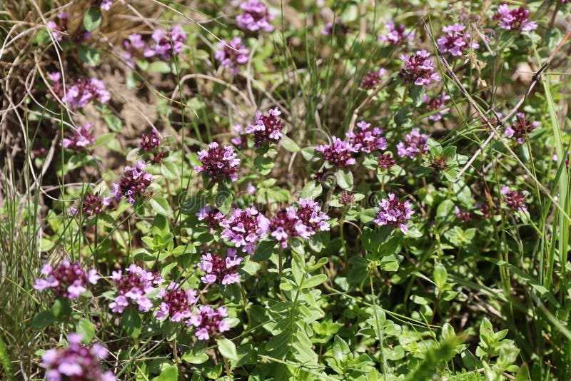 Thyme Flowers, Spring Flowering of Medicinal Herbs Stock Image - Image ...