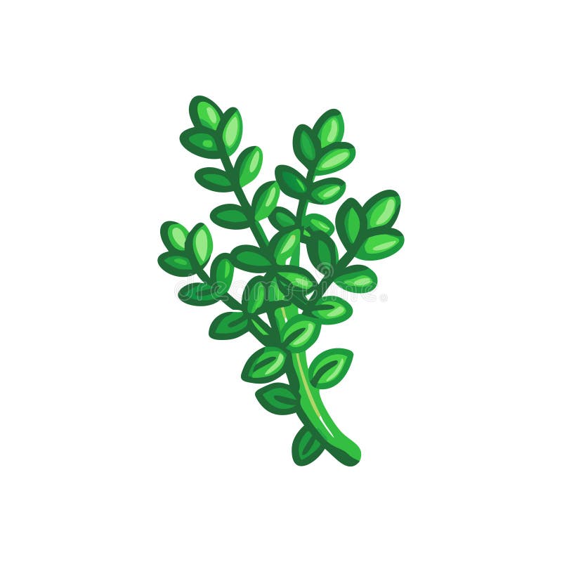 Thyme Fresh Herb Vegetable Icon Stock Illustration - Illustration of ...