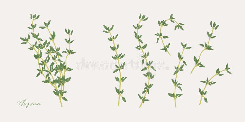 Thyme Hand Drawn Herb Coloured, Culinary Graphic Elements Stock Vector ...