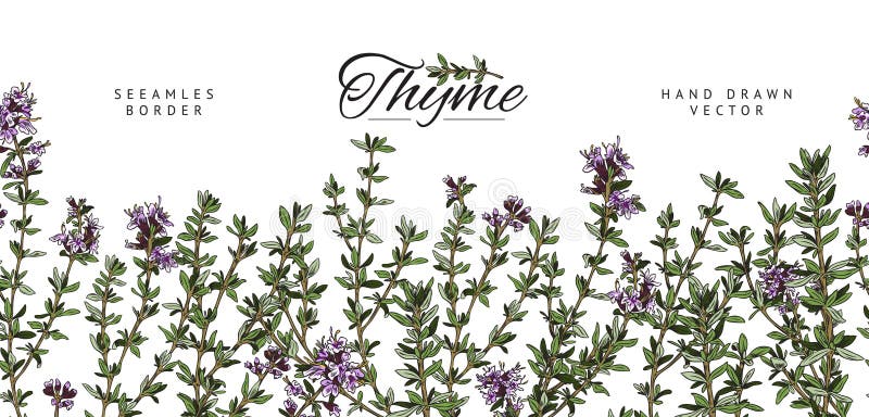 Thyme Hand Drawn Seamless Border Design Sketch Vector Illustration ...