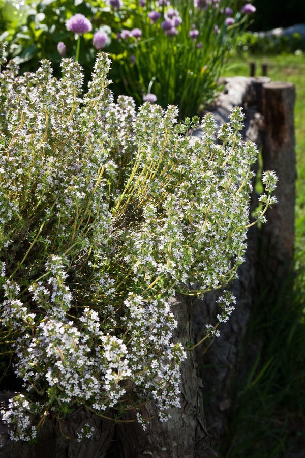 Thyme - Healing Herb and Condiment Growing in Nature Stock Image ...