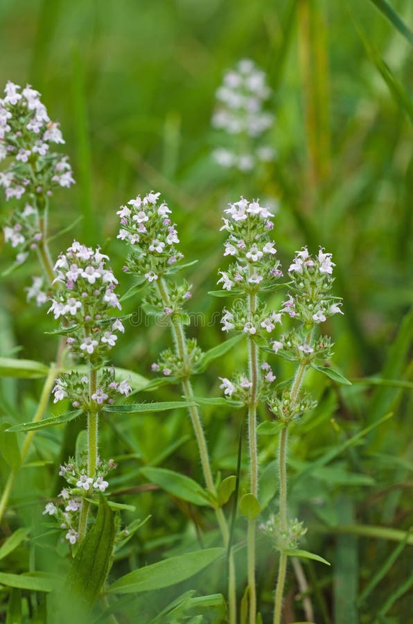 Wild Thume Stock Photos - Free & Royalty-Free Stock Photos from Dreamstime