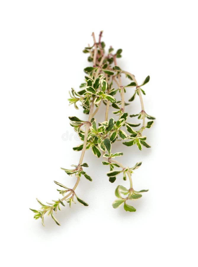 Thyme stock image. Image of isolated, healthy, fresh - 32267247
