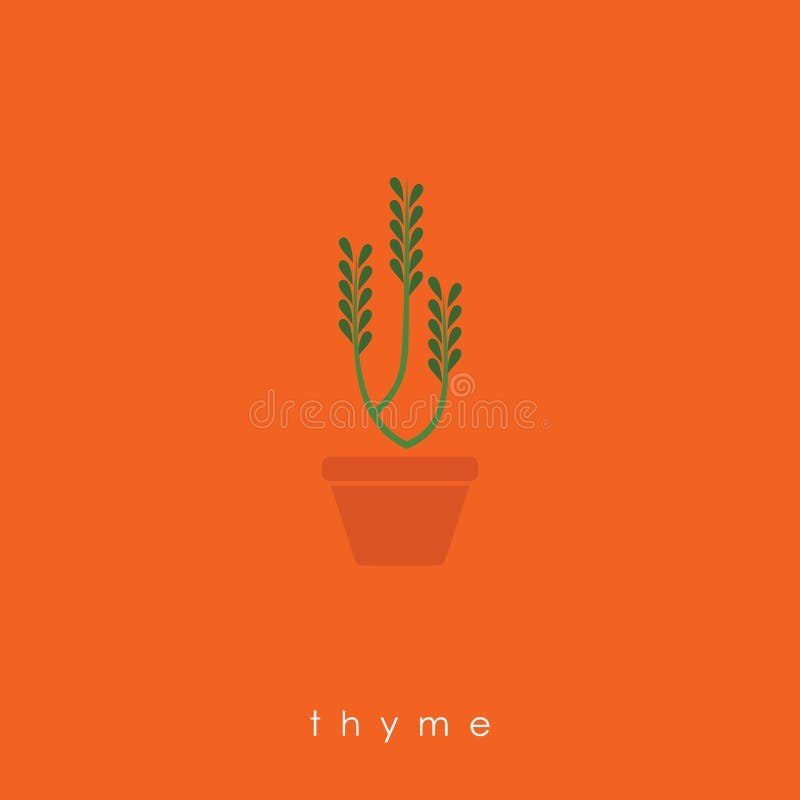 Thyme Plant. Vector Illustration Decorative Design Stock Vector ...