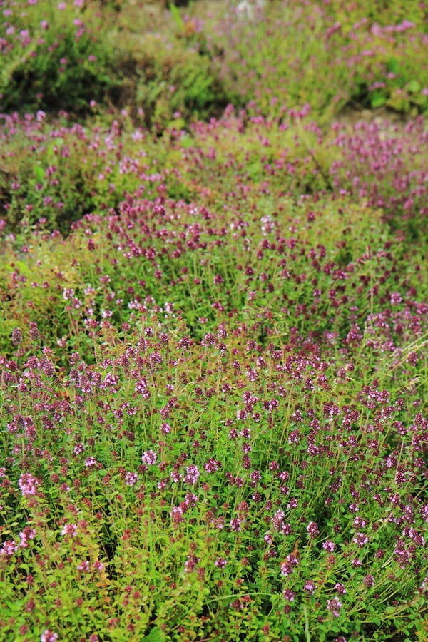 Thyme plants with flowers stock image. Image of isolated - 78767707