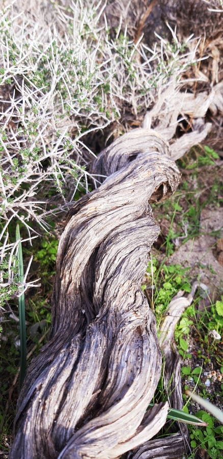 Thyme root on the ground stock image. Image of healthy - 169536881