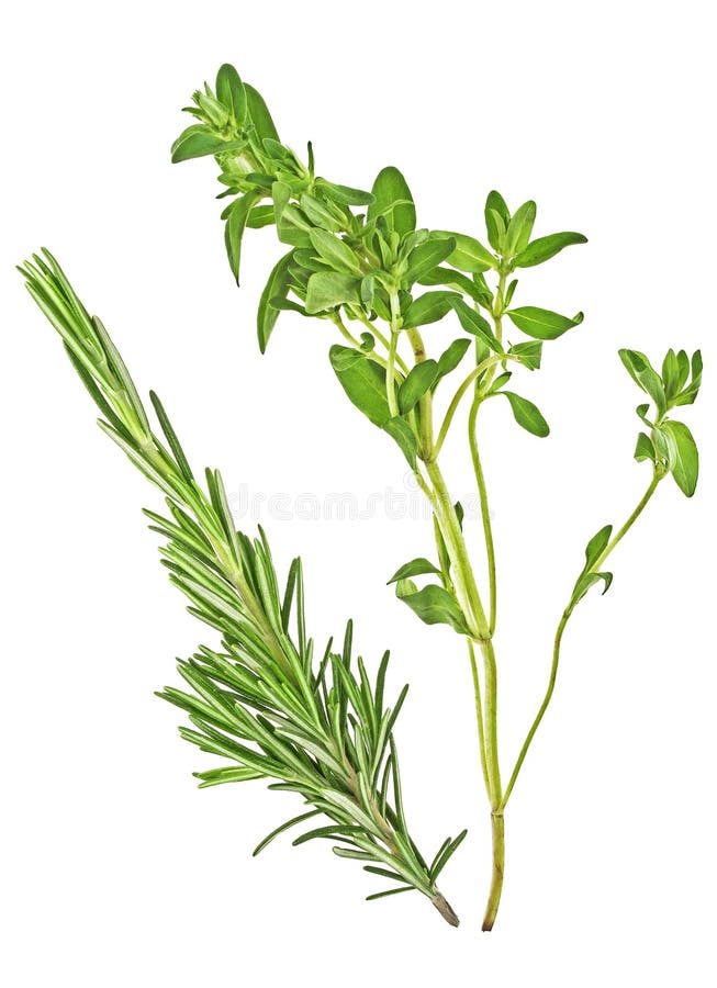 Thyme and Rosemary Sprigs Isolated on White Background, Spices Stock ...