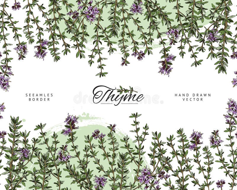 Thyme Seamless Border or Frame Top and Bottom Edges, Sketch Vector ...