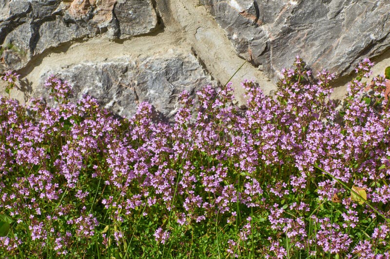 Fresh thyme in spring stock image. Image of stone, pink - 168749765