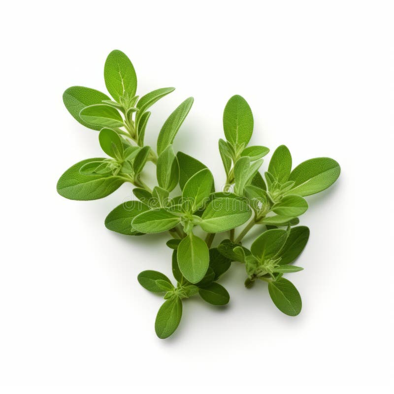 Thyme Stem on White Background: a Kahlil Gibran-inspired Frogcore Image ...