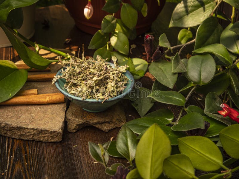 Thyme Tea in a Small Plate with Cinnamon Sticks on a Stone Stock Image ...