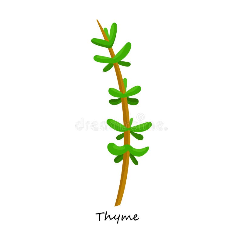 Thyme Vector Icon.Outline,line Vector Icon Isolated on White Background ...