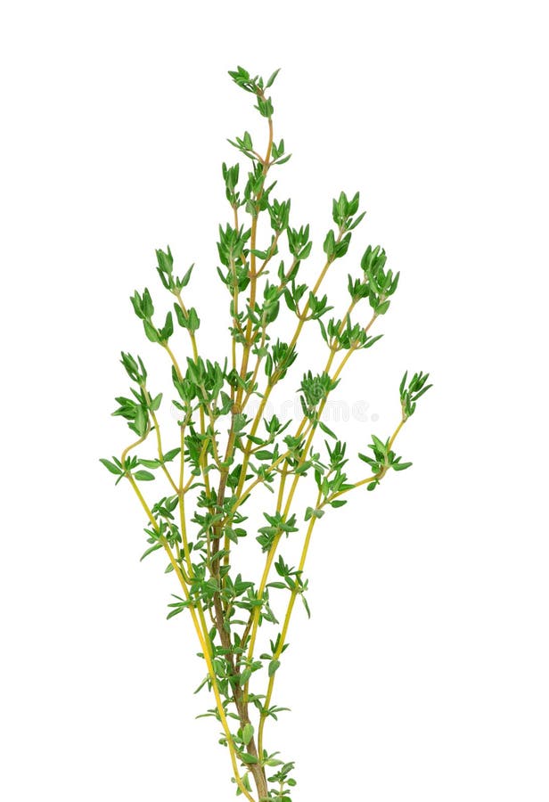 Thyme on white stock image. Image of food, condiment - 268557647