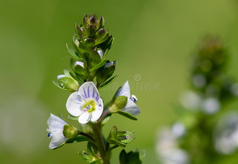 Thymeleaf Speedwell (veronica Serpyllifolia) Flower Stock Image - Image ...
