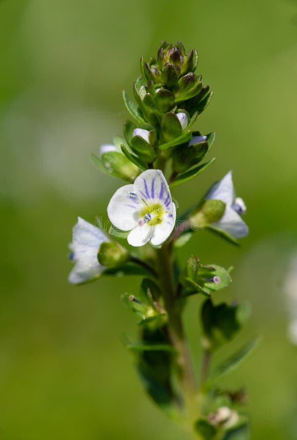 Thymeleaf Speedwell Stock Photos - Free & Royalty-Free Stock Photos ...