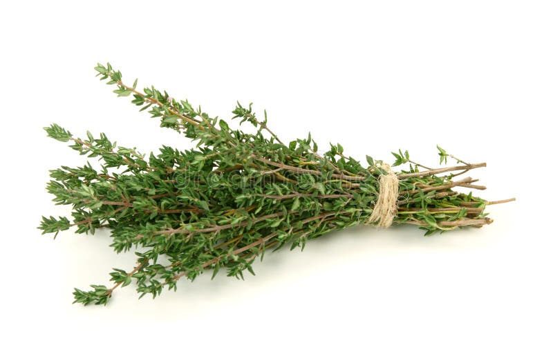 Thymian stockbild. Bild von gesund, getrennt, geschmack - 8000521