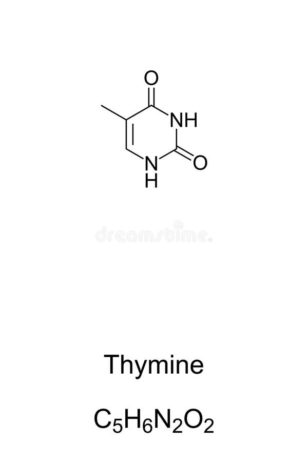 Thymine T Nucleobase Molecule. Present in DNA. Skeletal Formula. Stock ...