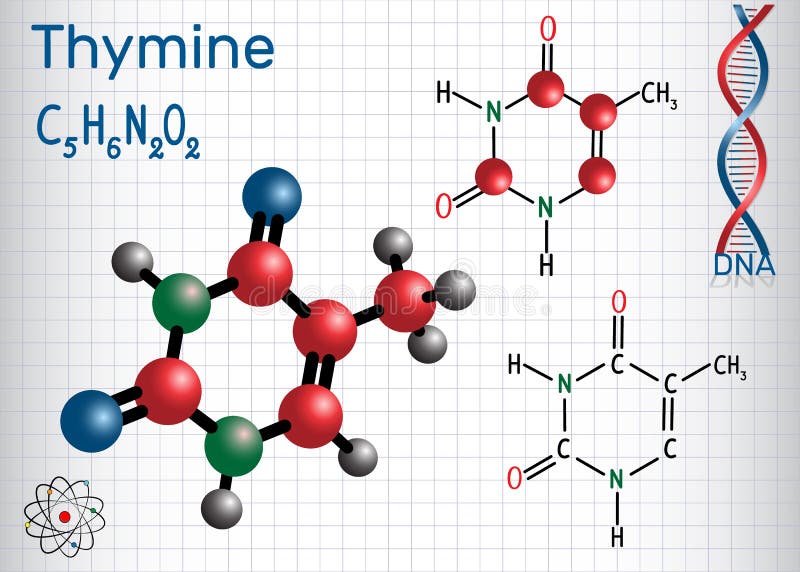 Thymine Kemisk Strukturell Formel Och Modell Av Thymine E Vektor ...