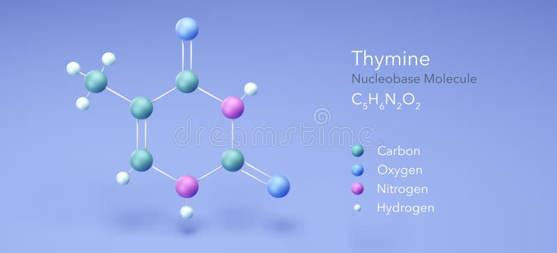 Thymine chemical formula stock vector. Illustration of molecule - 150248255