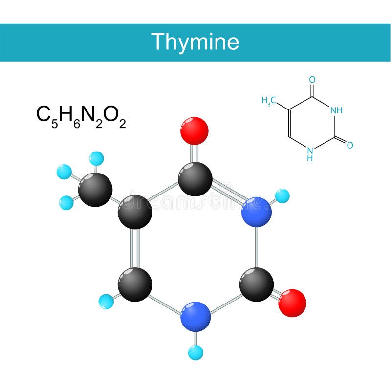 Molecula De Timina Imagens De Estructura Molecular De Timina Sem