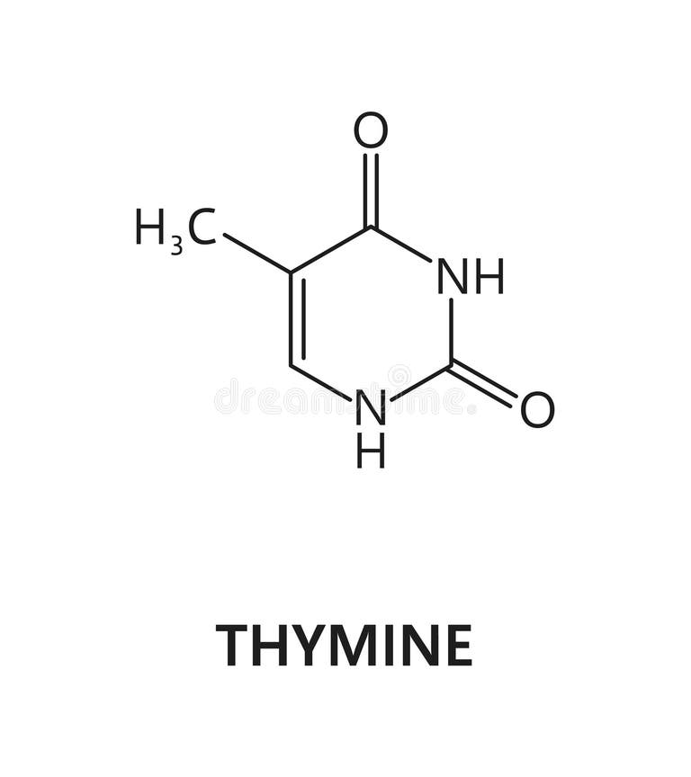 Thymine Stock Illustrations – 1,671 Thymine Stock Illustrations ...