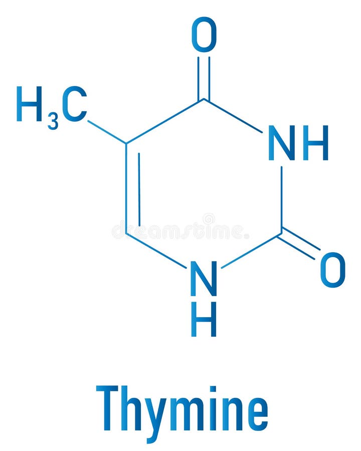Thymine Nucleobase Molecule. Present in DNA. Skeletal Formula Stock ...