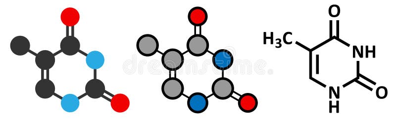 Thymine (T) Nucleobase Molecule. Present in DNA Stock Vector ...