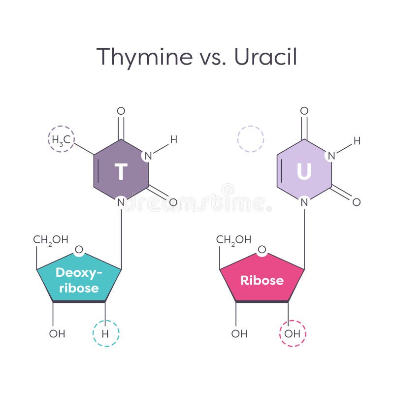 Thymine Versus Uracil Genomic Educational Graphic Illustration Stock ...
