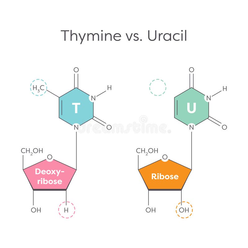 Thymine Versus Uracil Genomic Educational Graphic Illustration Stock ...
