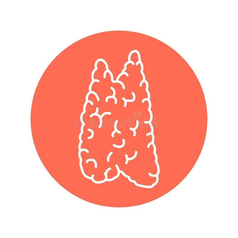 Thymus Color Line Icon. Endocrine System Stock Illustration ... Thymus Color Line Icon. Endocrine System Stock Illustration ...