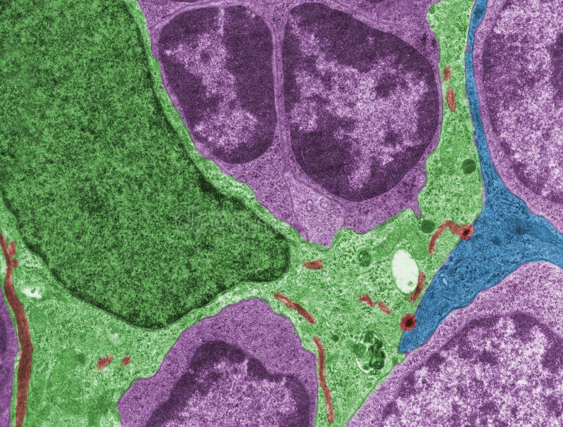 Thymus Cortex. Epithelial Reticular Cell Stock Photo - Image of ...