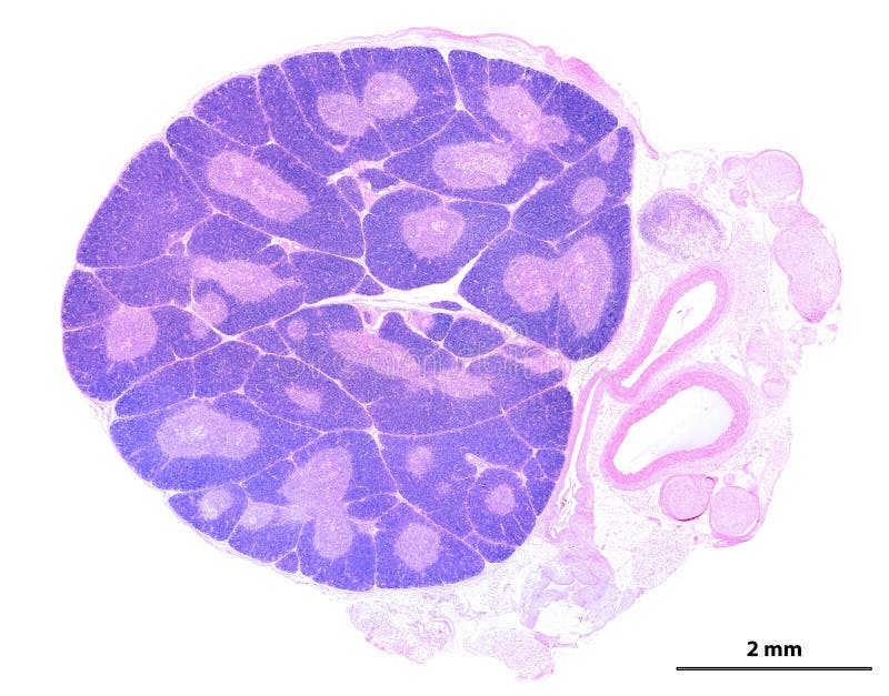 Thymus. Cortex and medulla stock photo. Image of histology - 258411354
