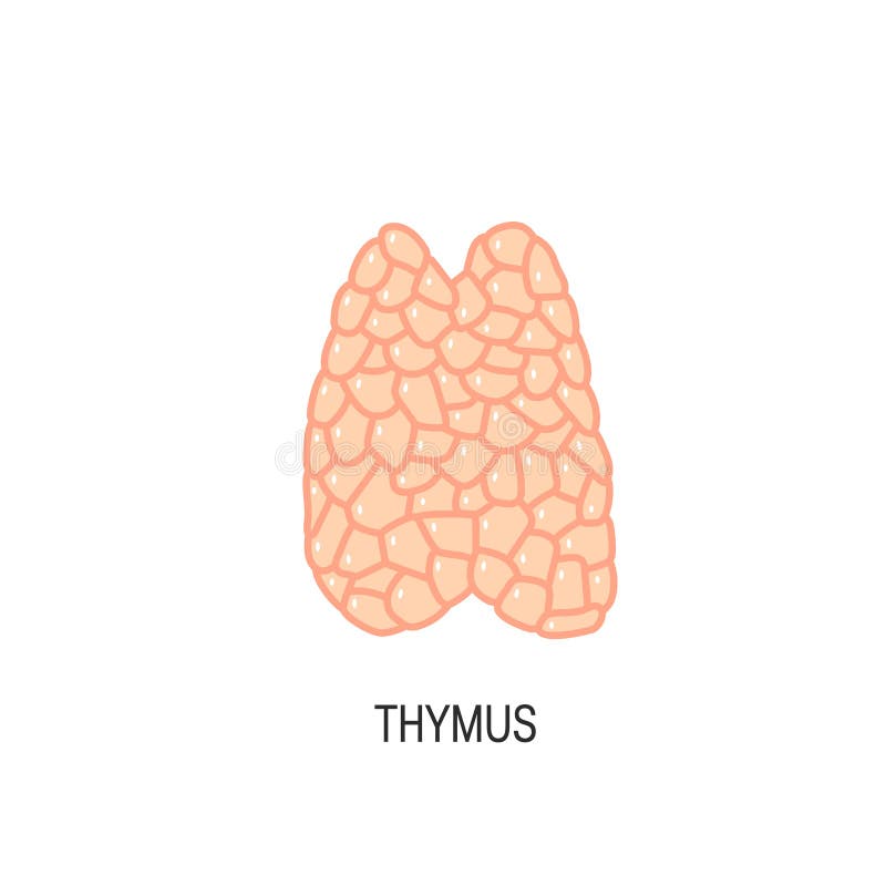 Cartoon Illustration Of Thymus Gland Stock Vector - Illustration of ...